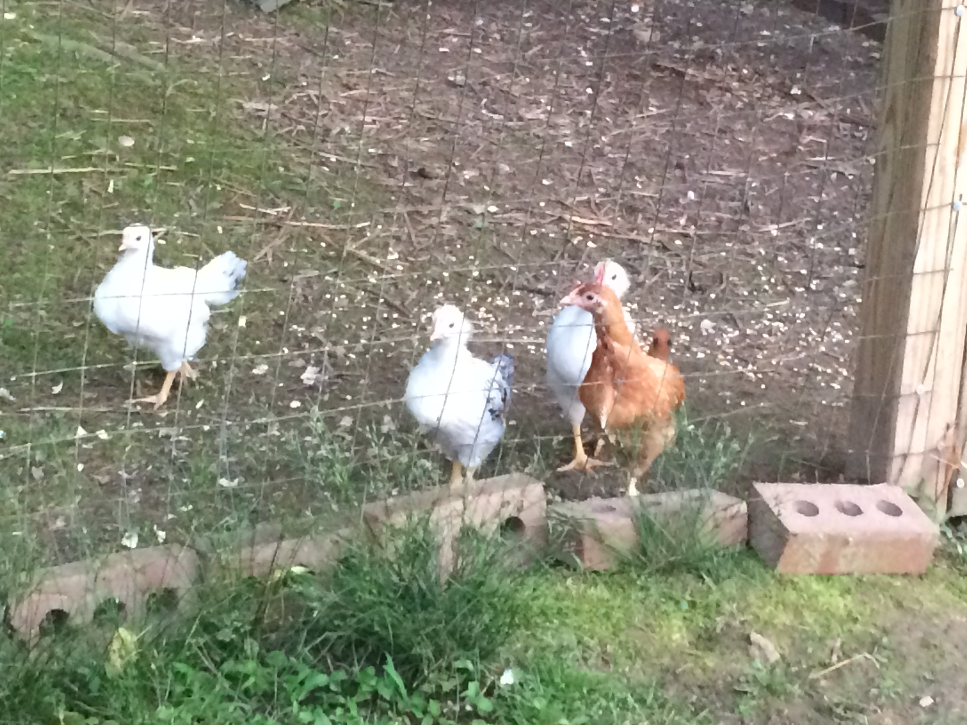 Keeping Busy With Baby Chicks Leaping Into Learning Keeping Busy With Baby Chicks Leaping Into Learning